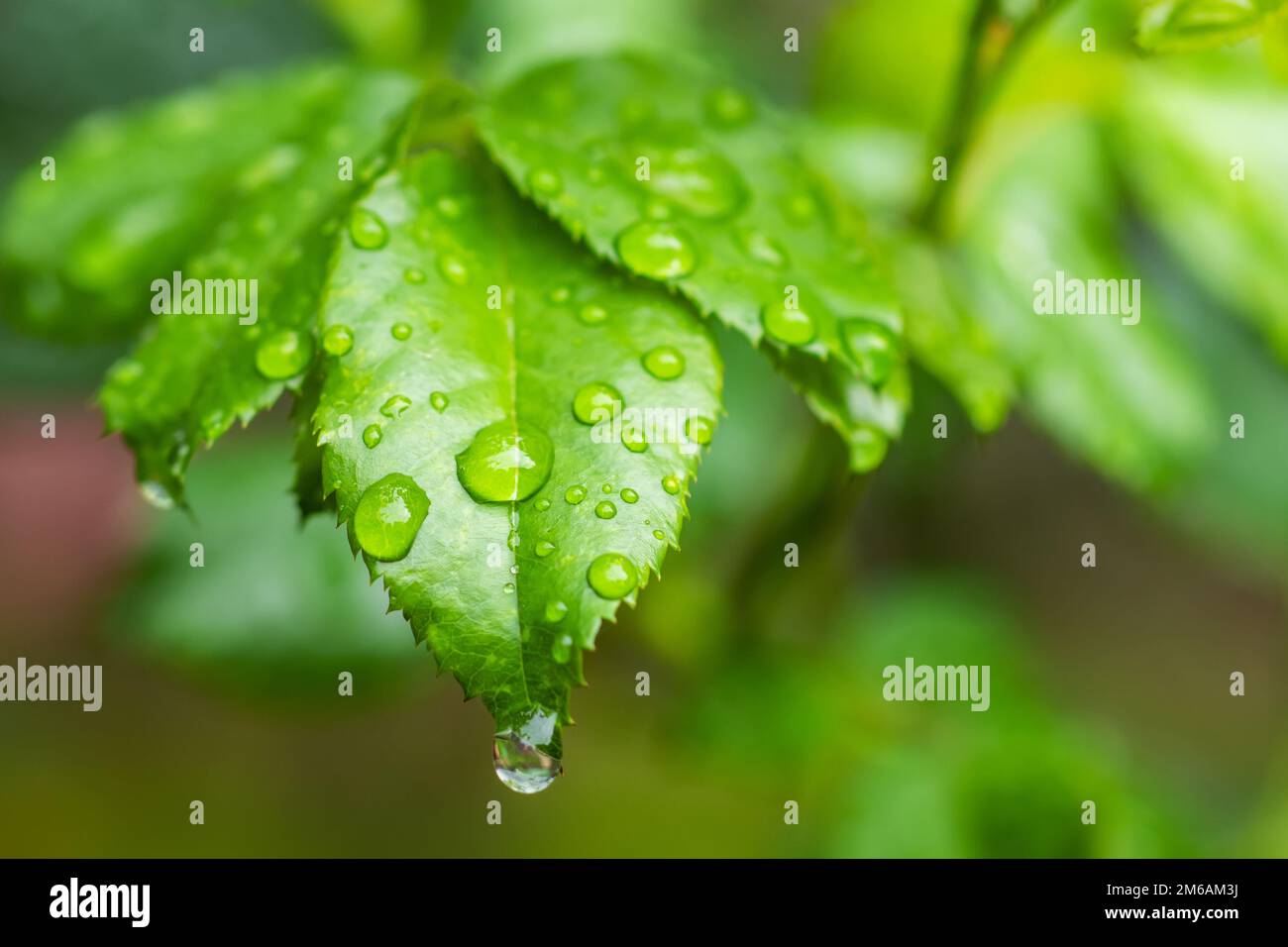 Lemon tree leaves. Water drops on lemon leaf. Flowing raindrops Stock ...