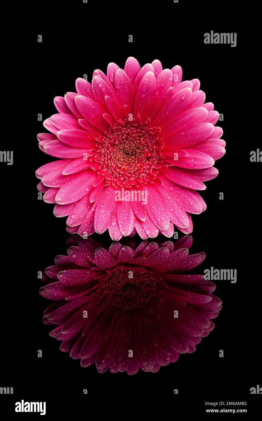 Light pink gerbera hi-res stock photography and images - Alamy