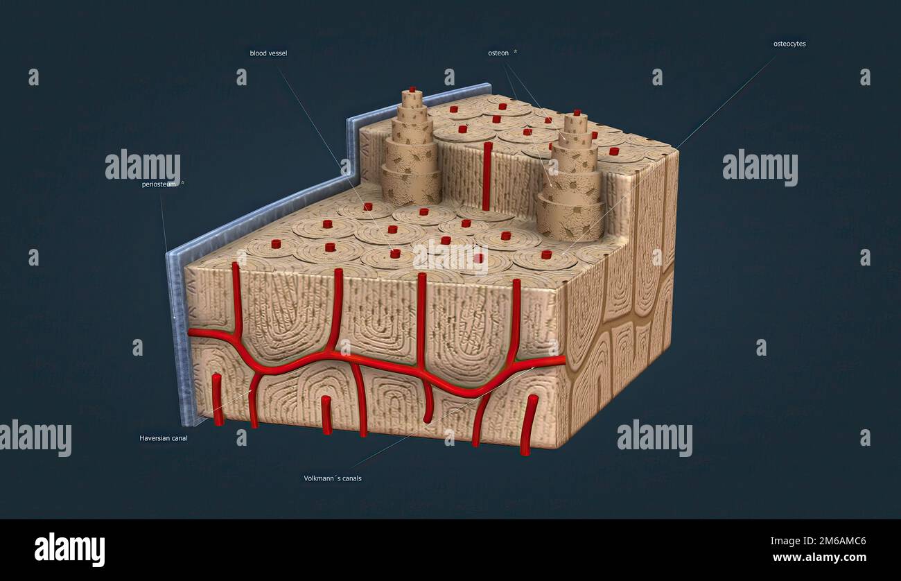 Cartilage connective tissues hi-res stock photography and images - Alamy