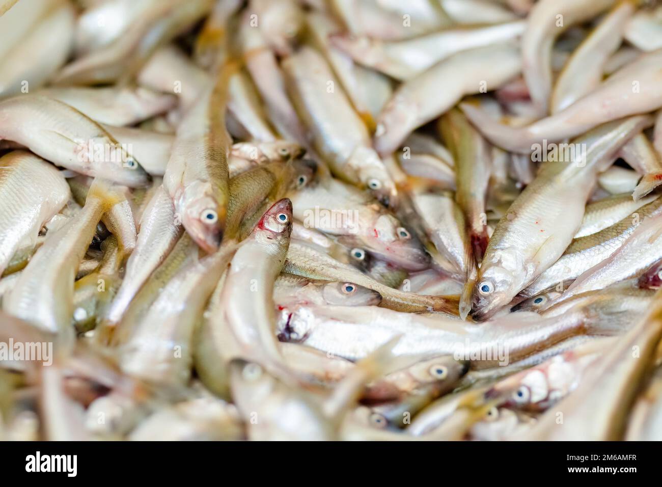 Fresh smelt fish sold on traditional spring market in Vilnius ...