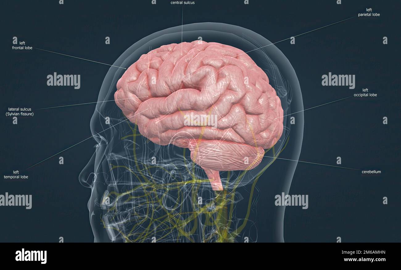 Cortical center hi-res stock photography and images - Alamy