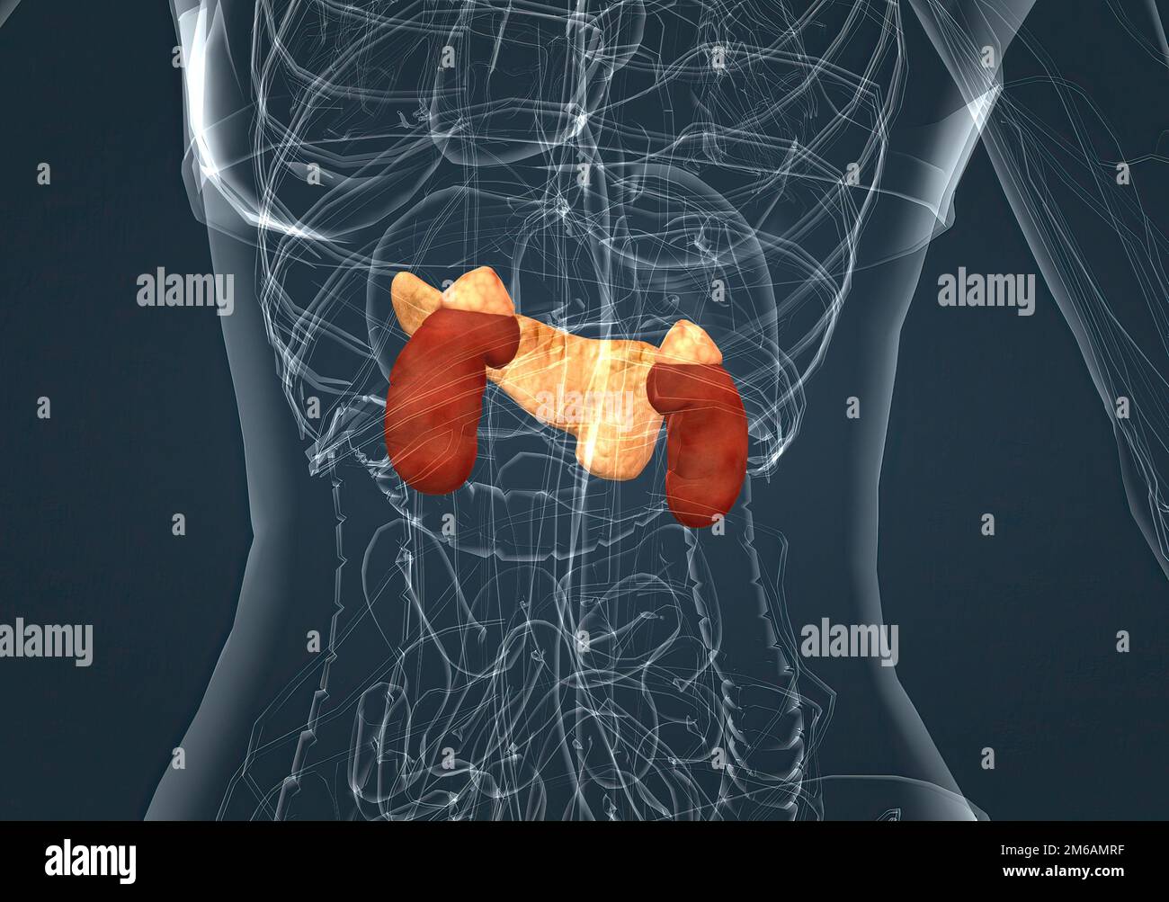 Endocrine system glands 3d hi-res stock photography and images - Alamy