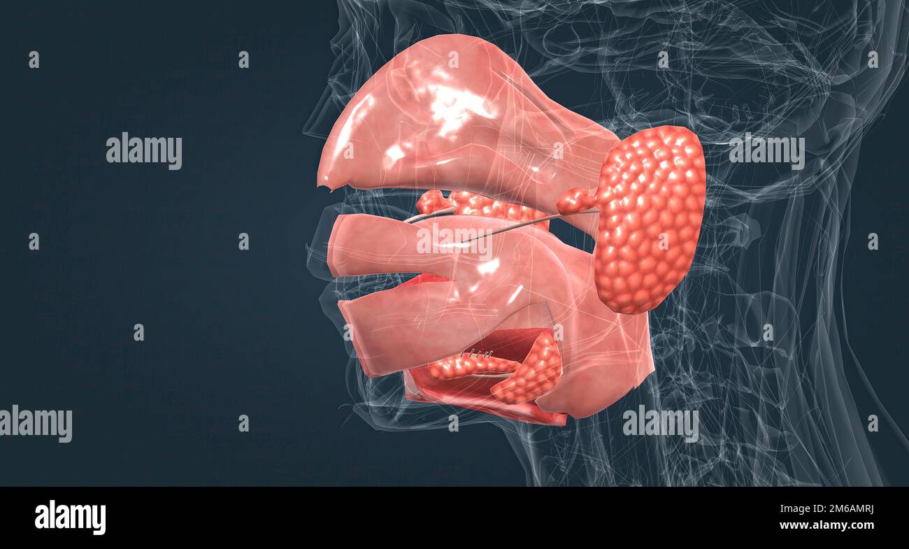 Lobule mineral hi-res stock photography and images - Alamy