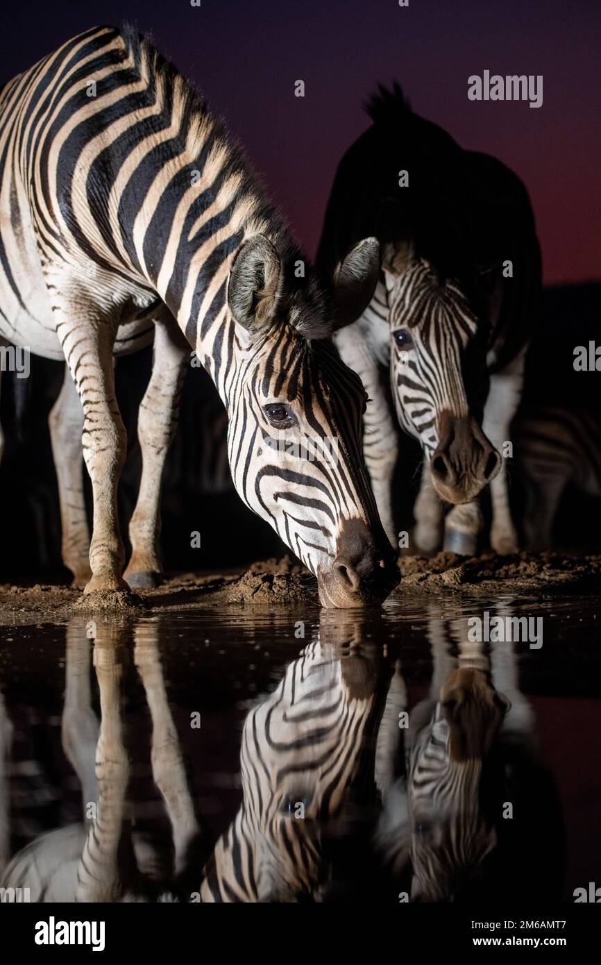 Game mammal nature wildlife zebra africa waterhole hi-res stock ...