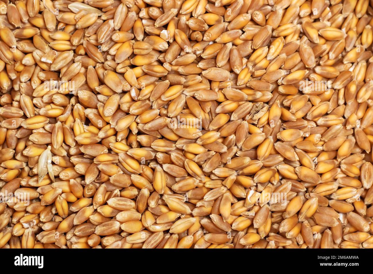 Background of hard red winter wheat grain Stock Photo - Alamy