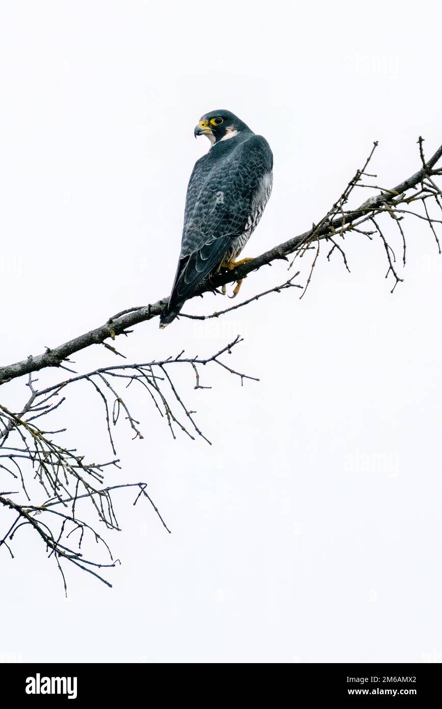 Falcon bird white space hi-res stock photography and images - Alamy