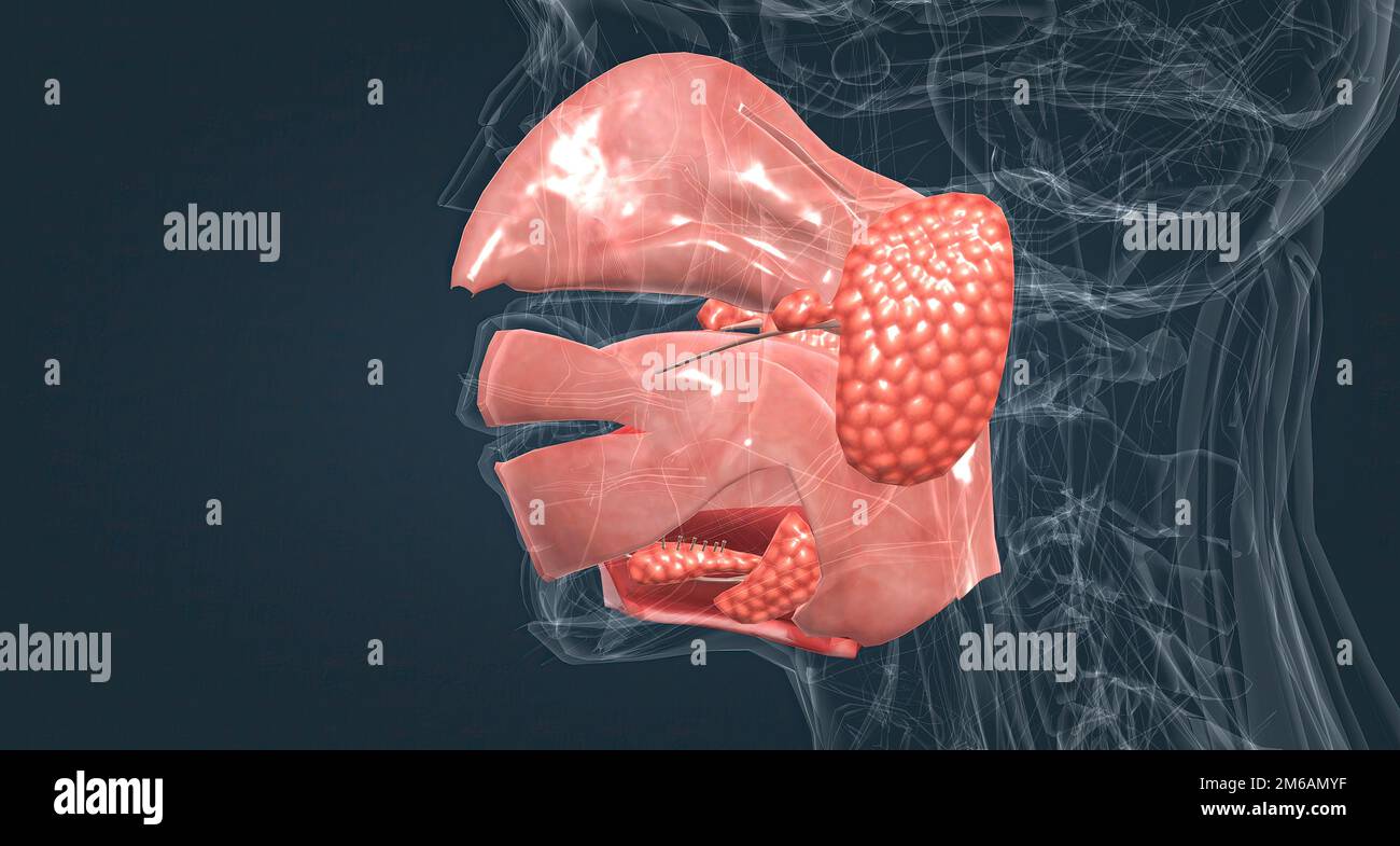 Lobule mineral hi-res stock photography and images - Alamy