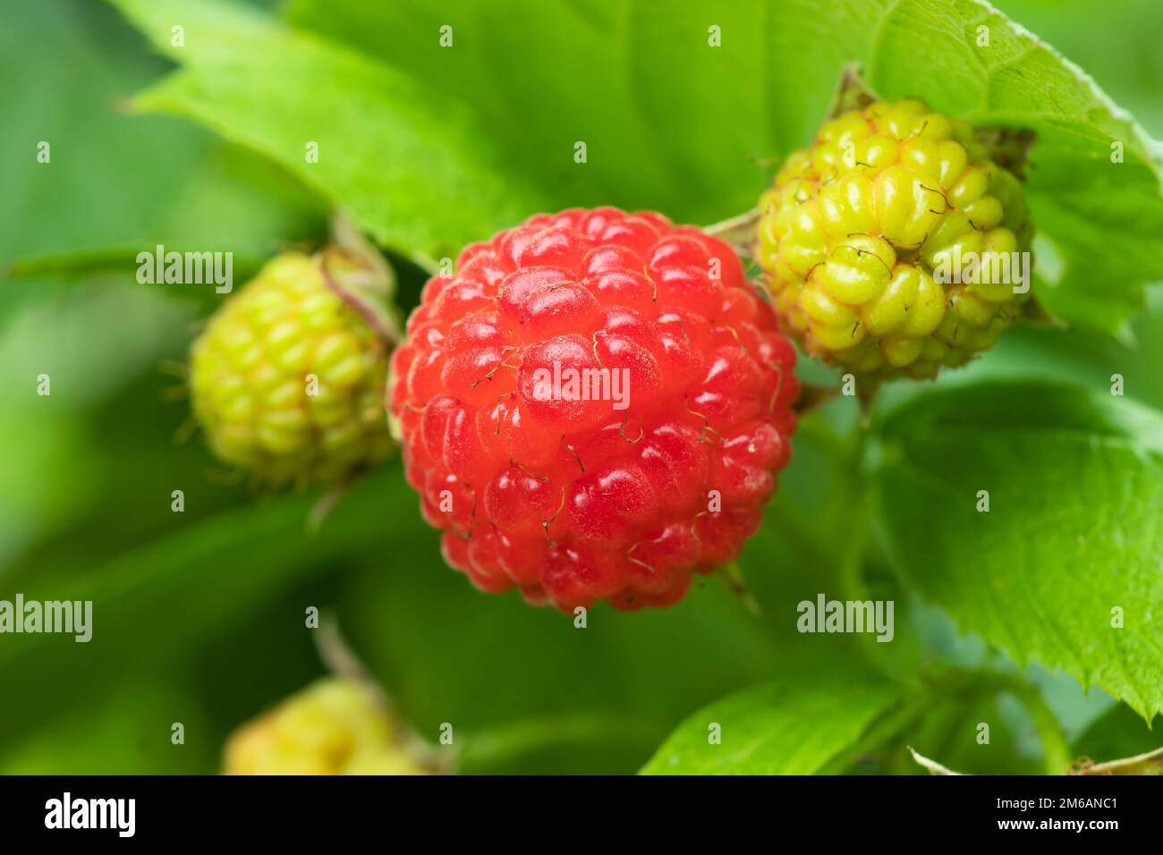 branch of ripe raspberries in a garden Stock Photo - Alamy