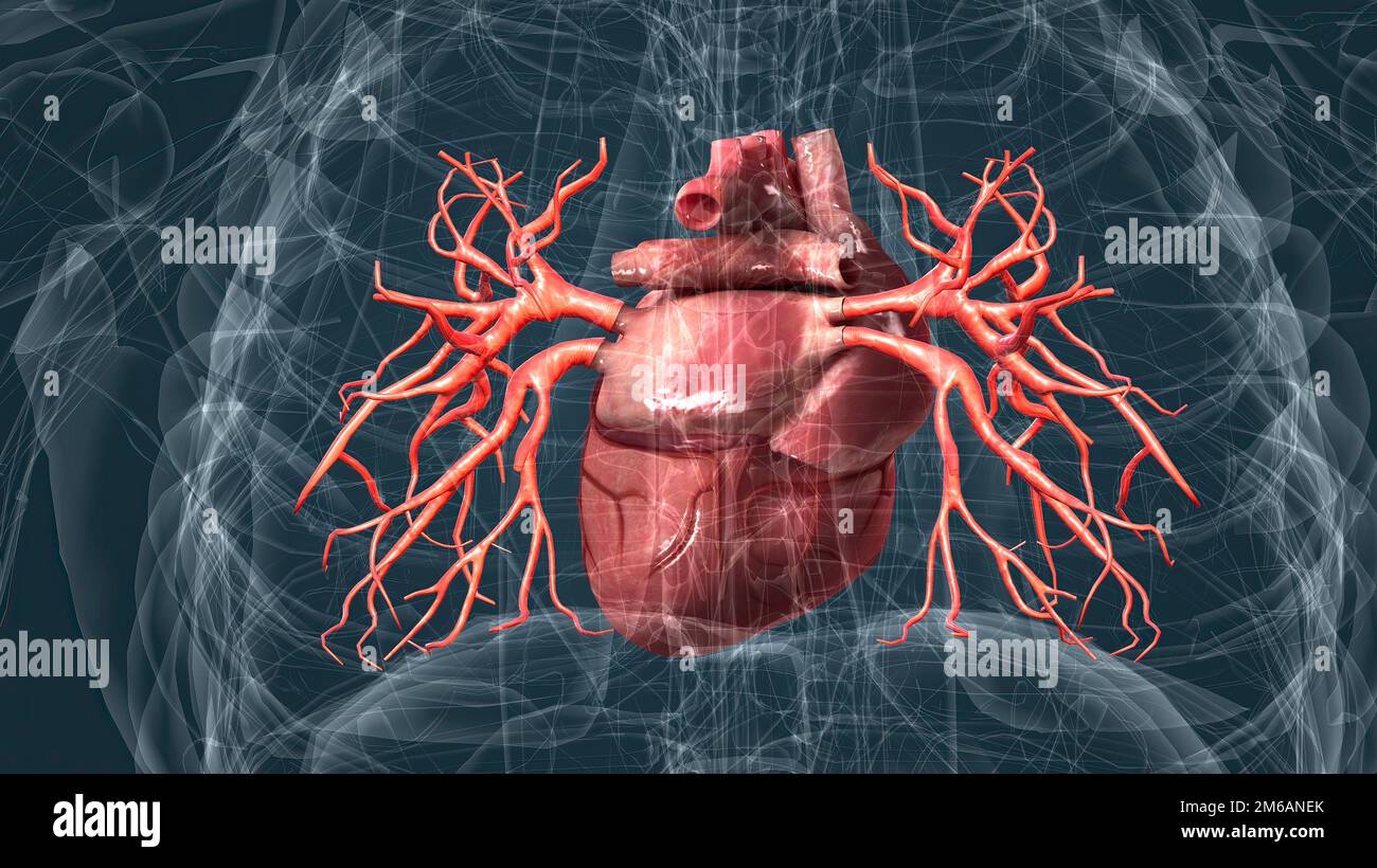 Closed circulatory system hi-res stock photography and images - Alamy