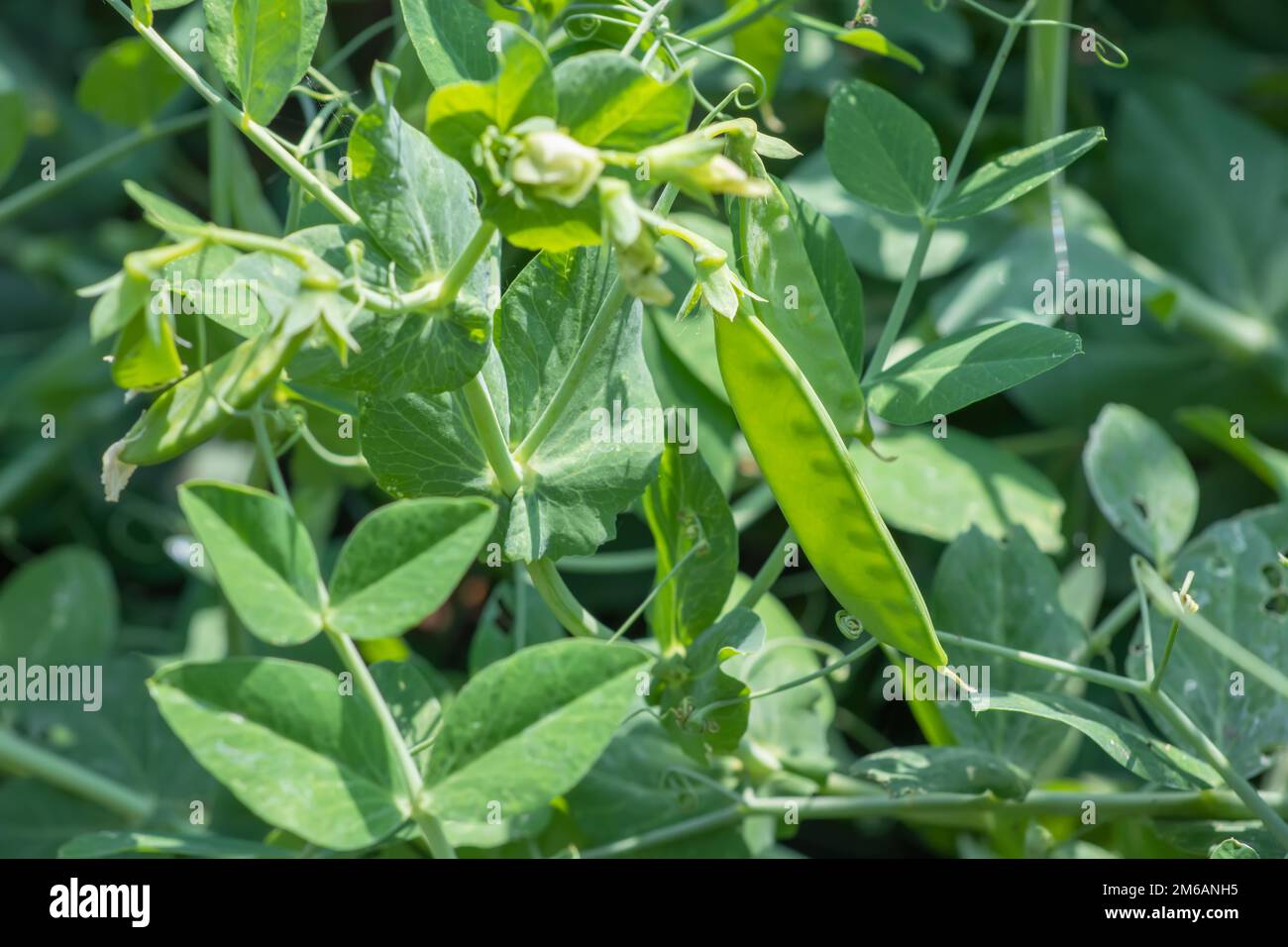 Image of a young pea plant with pods Stock Photo - Alamy