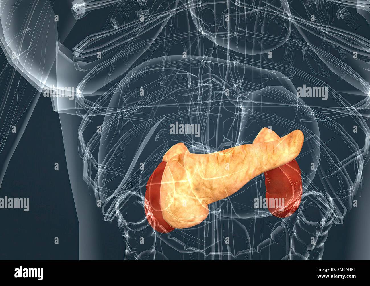 Endocrine system glands 3d hi-res stock photography and images - Alamy