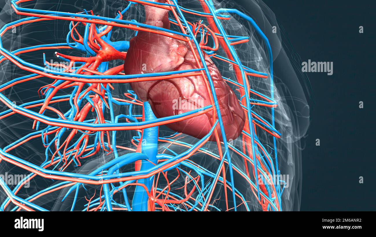 Closed circulatory system hi-res stock photography and images - Alamy