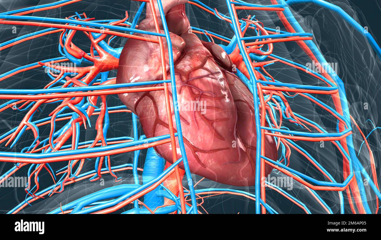Closed circulatory system hi-res stock photography and images - Alamy