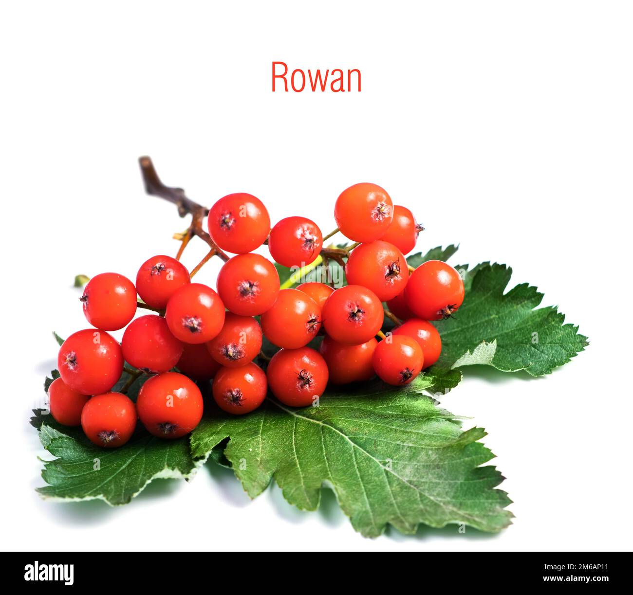 Rowan tree leaves Cut Out Stock Images & Pictures - Alamy