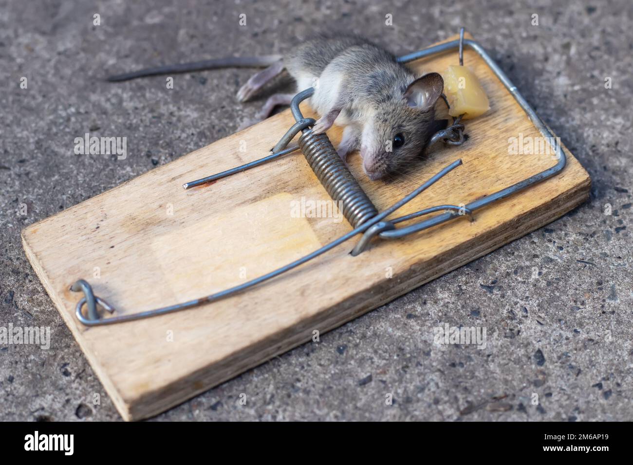 Dead mouse in a mousetrap. Mouse hunting. The mouse is a small rodent ...