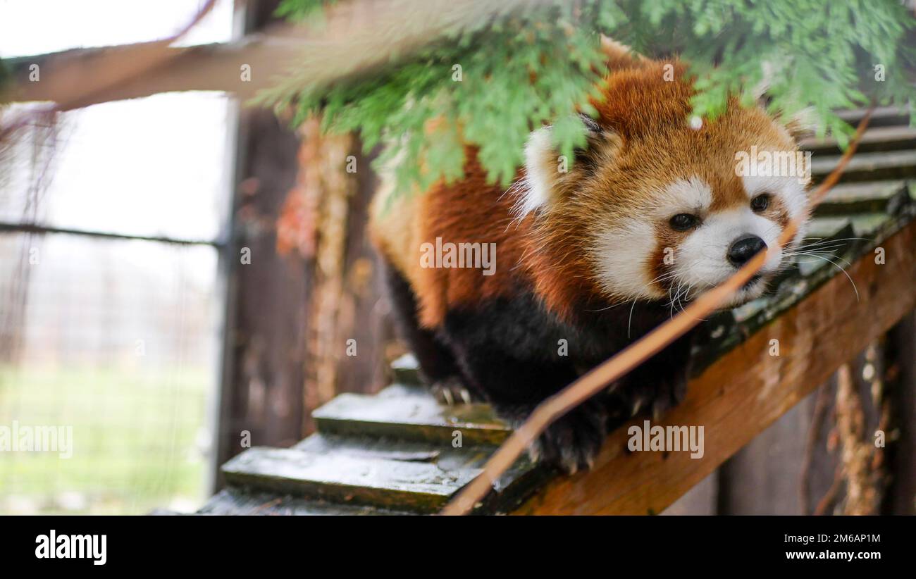 Cassie the Red Panda in her enclosure at Safari Niagara, Stevensville ...