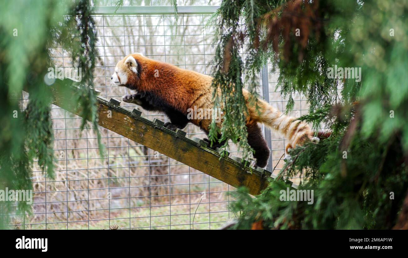 Cassie the Red Panda in her enclosure at Safari Niagara, Stevensville ...