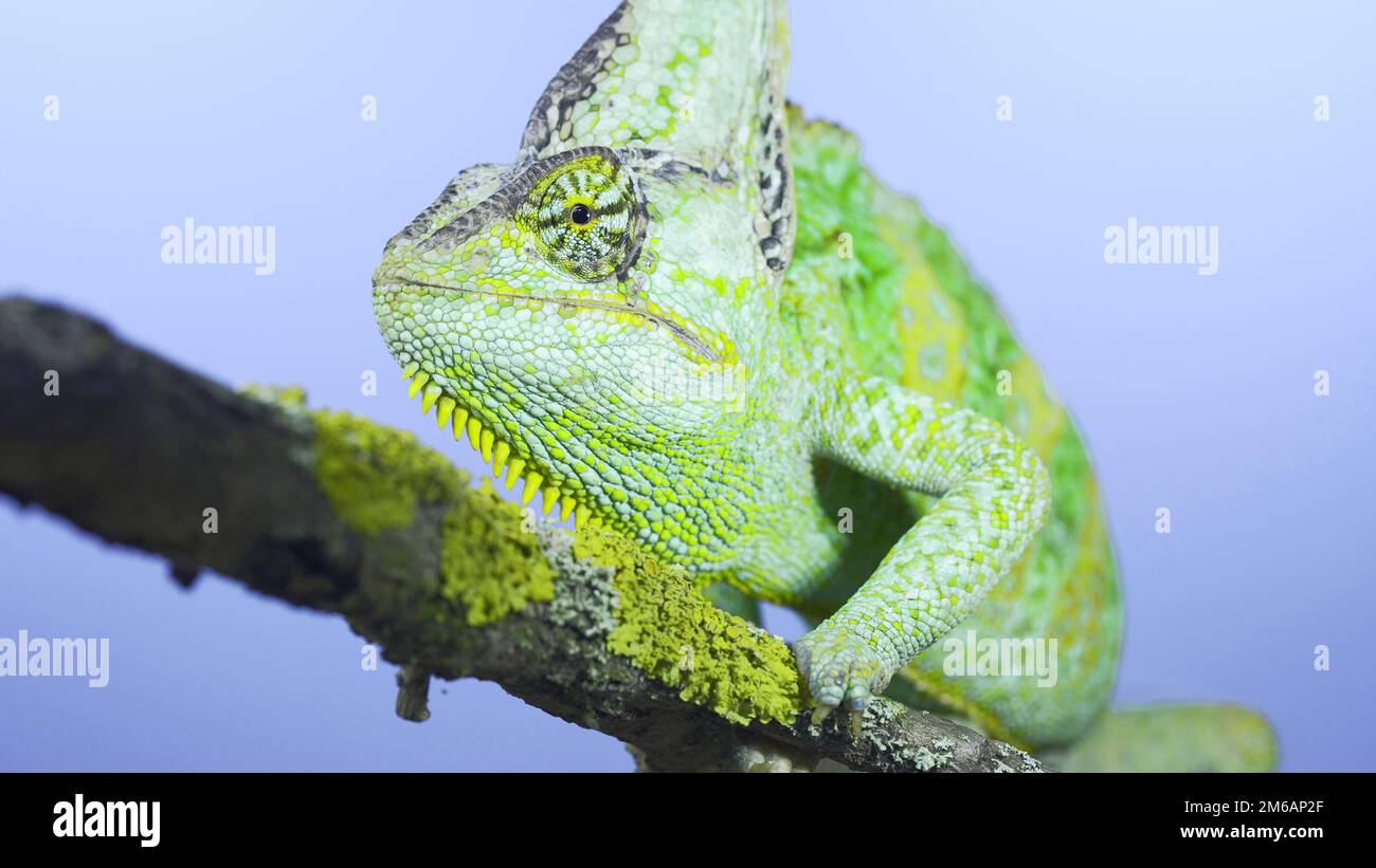 Adult green Veiled chameleon (Chamaeleo calyptratus) sits on a tree ...