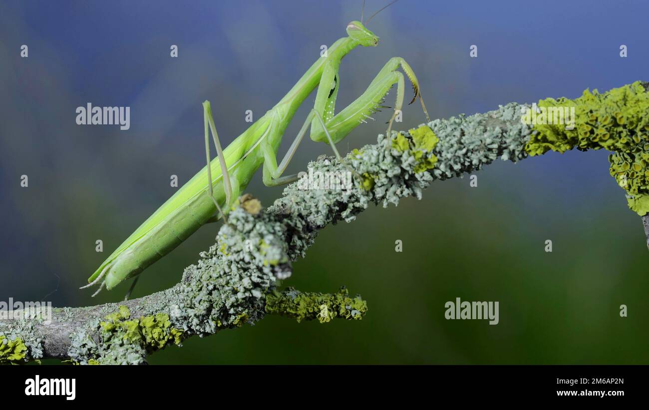 Closeup of Green praying mantis walks along tree branch on green grass ...