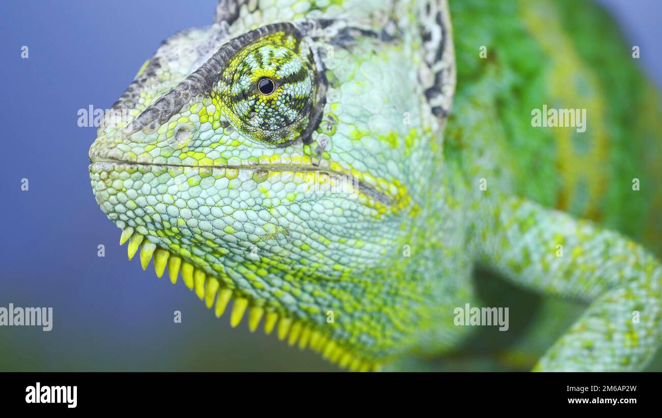 Adult green Veiled chameleon (Chamaeleo calyptratus) sits on a tree ...