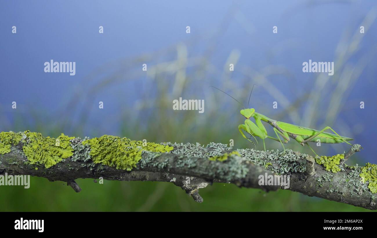 Green praying mantis sits on tree branch and looking at on camera lens ...