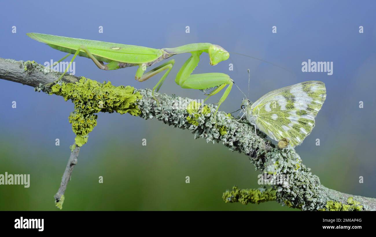 Closeup of Green praying mantis sits on tree branch next to butterfly ...
