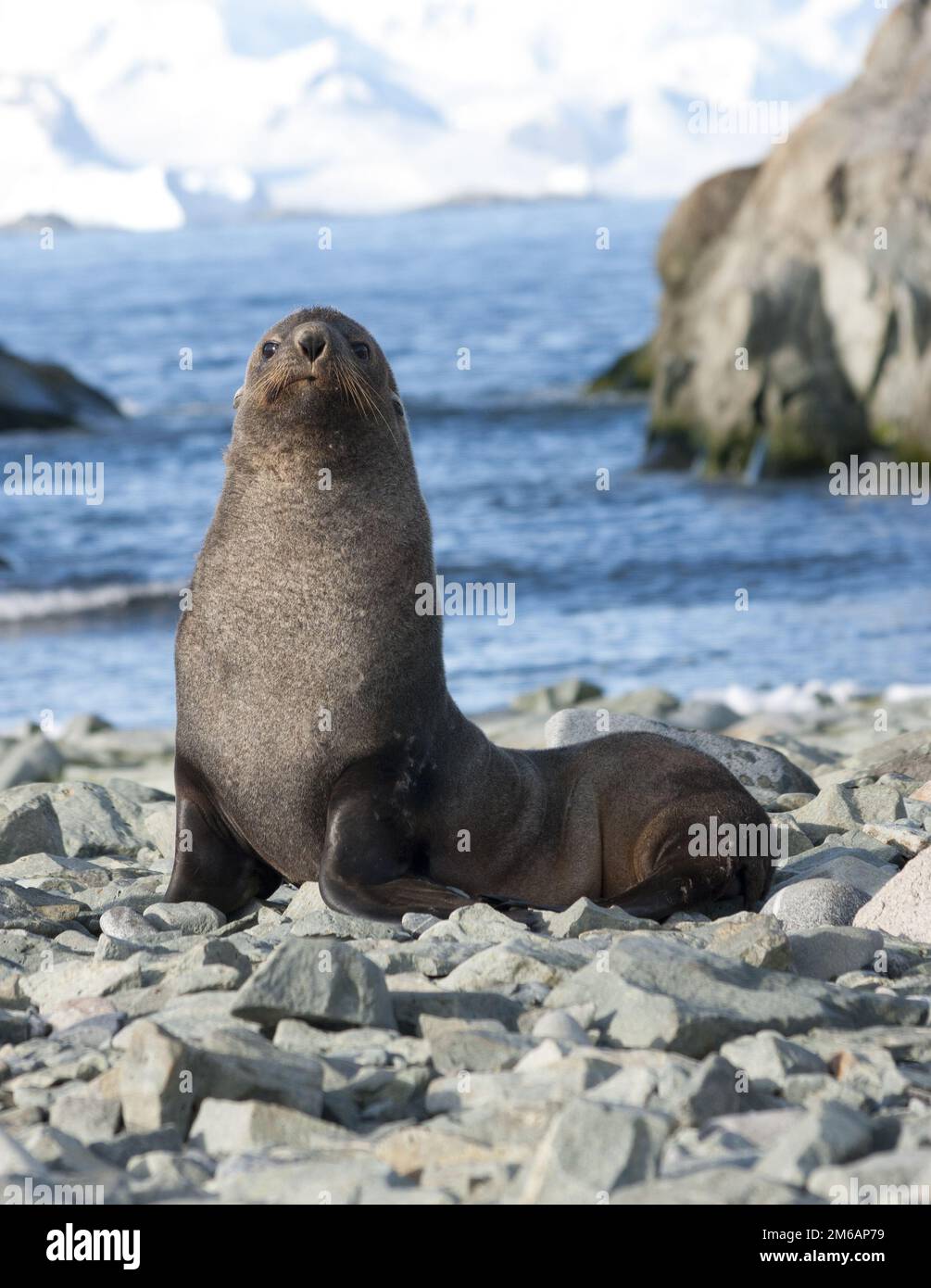 Seal seals in ocean hi-res stock photography and images - Alamy