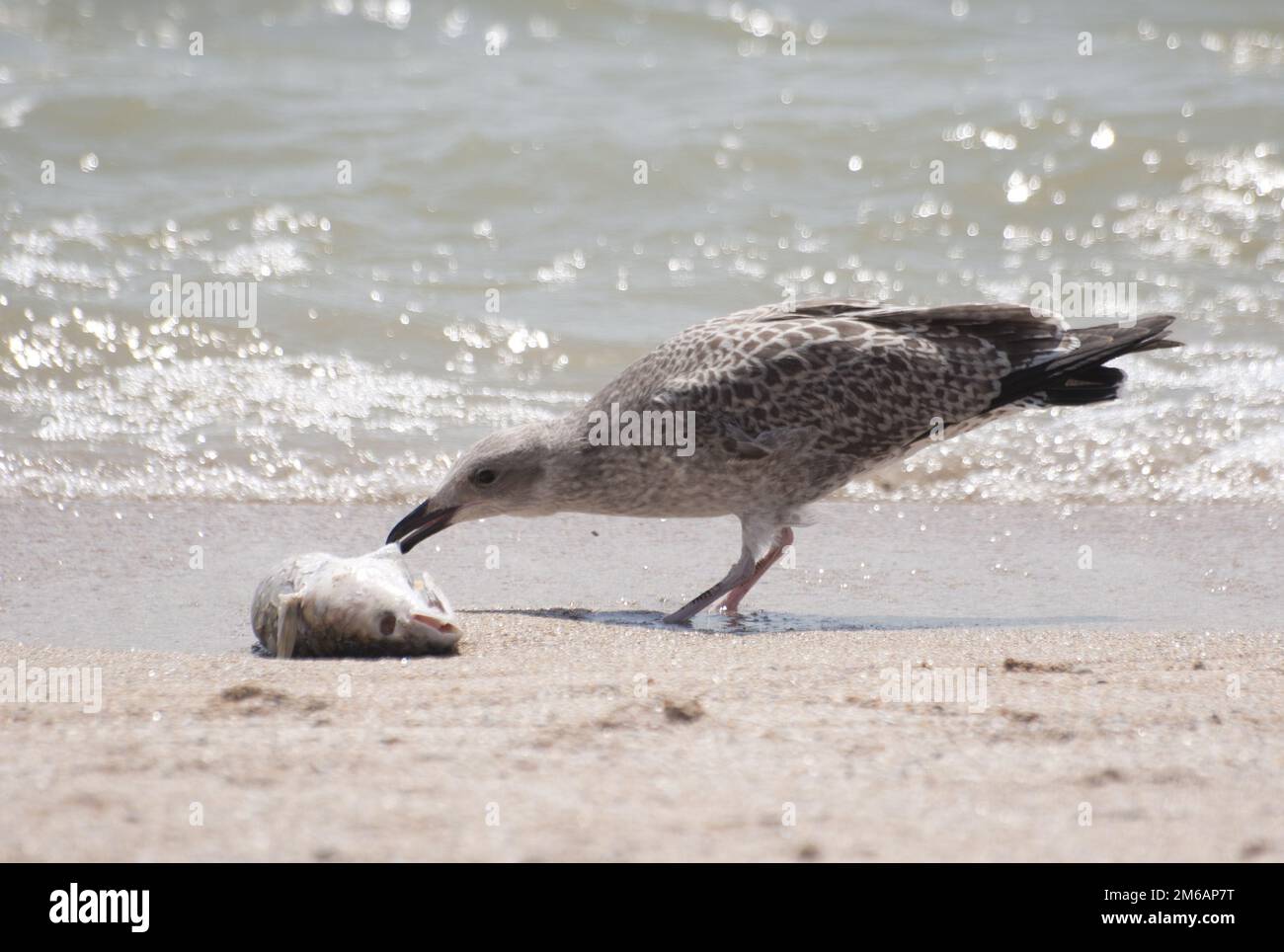 The yellow legged gull hi-res stock photography and images - Alamy