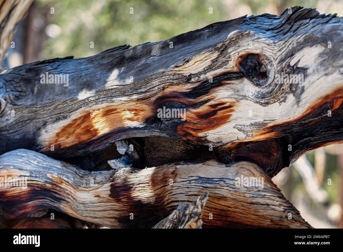 Gnarled tree trunk, weathered wood, coloured structures, illustration ...