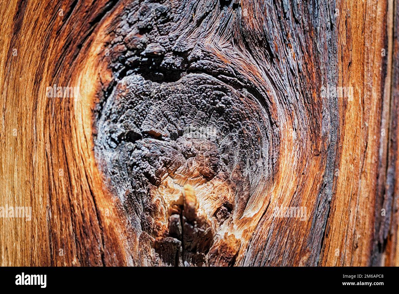 Gnarled tree trunk, weathered wood, coloured structures with knothole ...