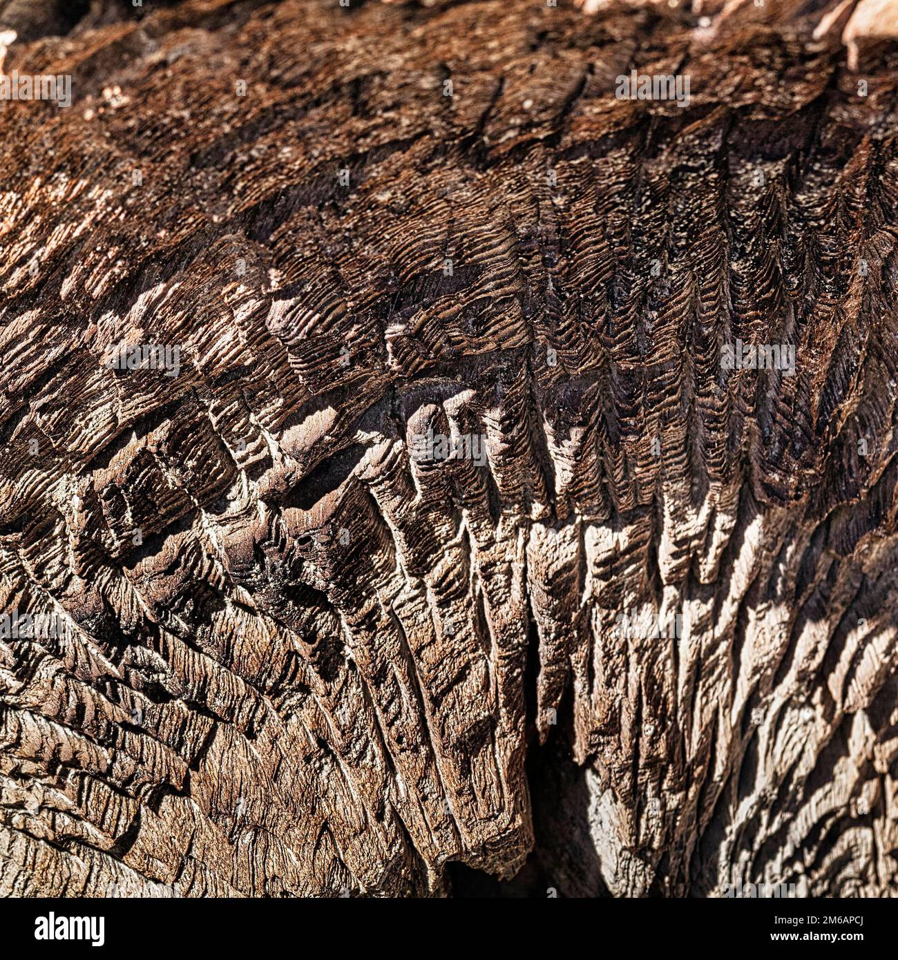 Gnarled log, weathered wood, structures, pine (Pinus), t. s. Ancient ...