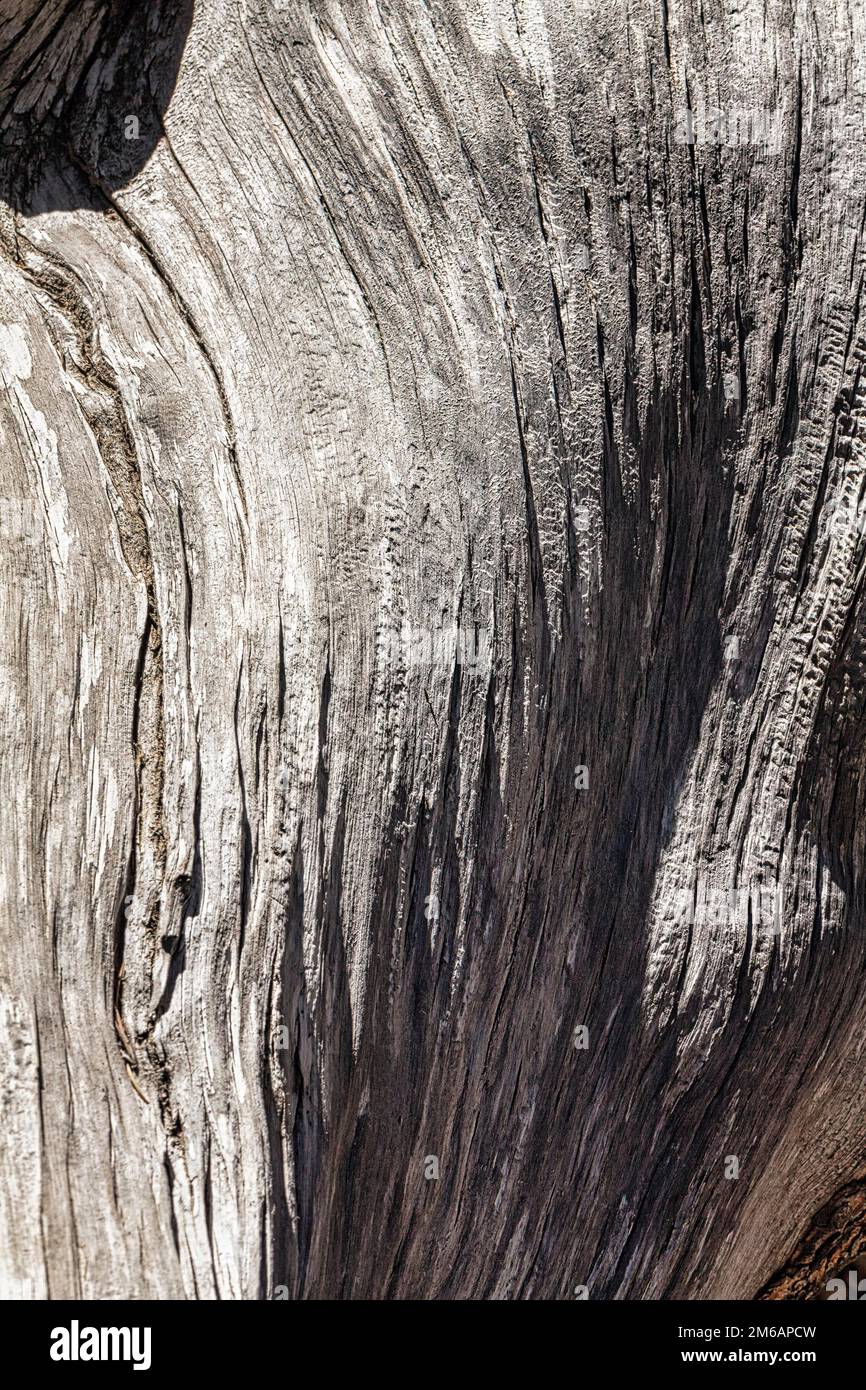 Weathered silver-grey tree bark with structures, great basin ...