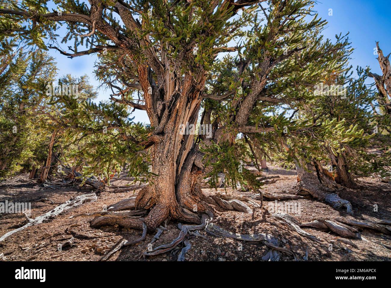 Knotty great basin bristlecone pine (Pinus longaeva), ancient ...
