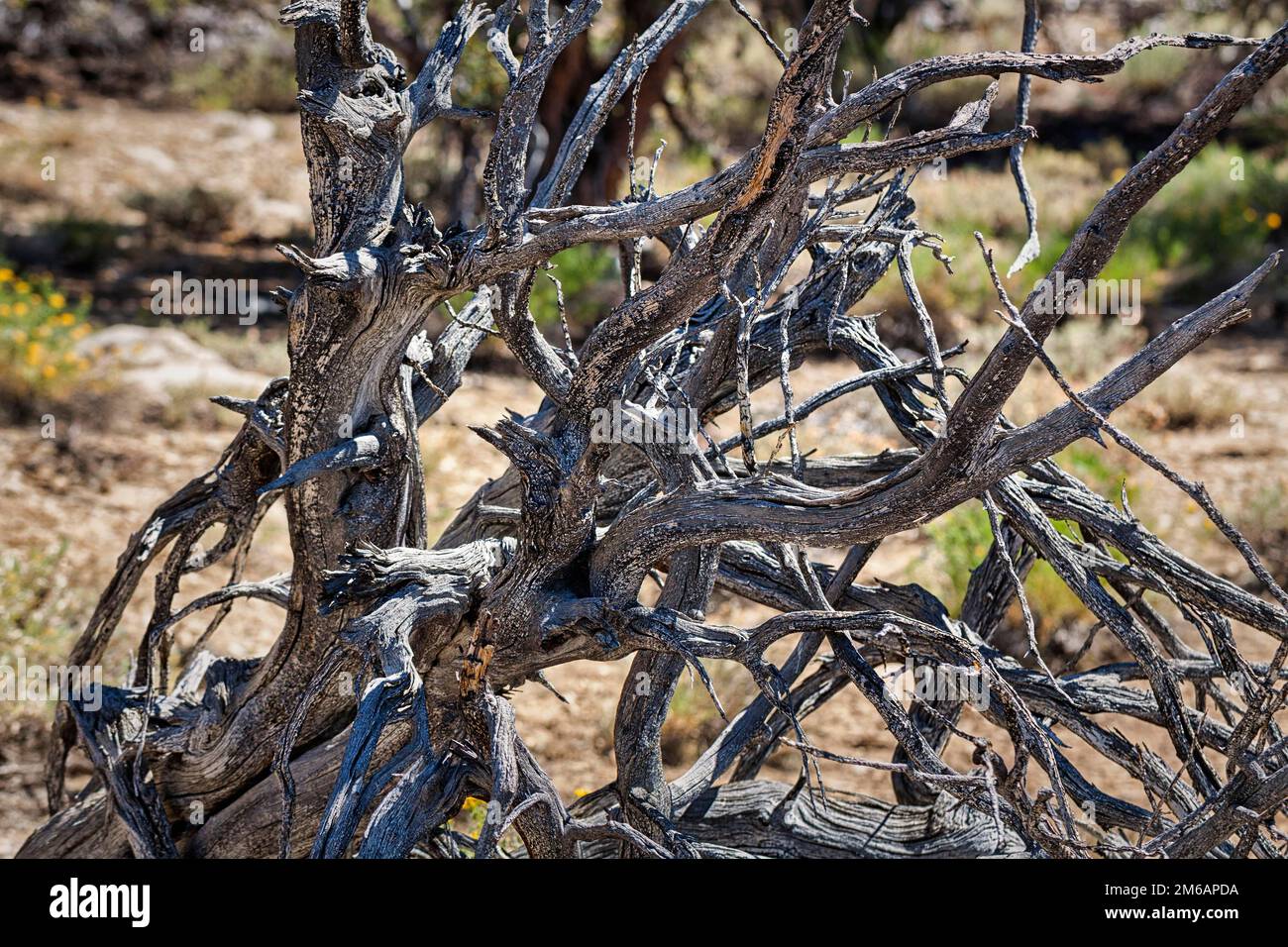 The forest preserve hi-res stock photography and images - Alamy