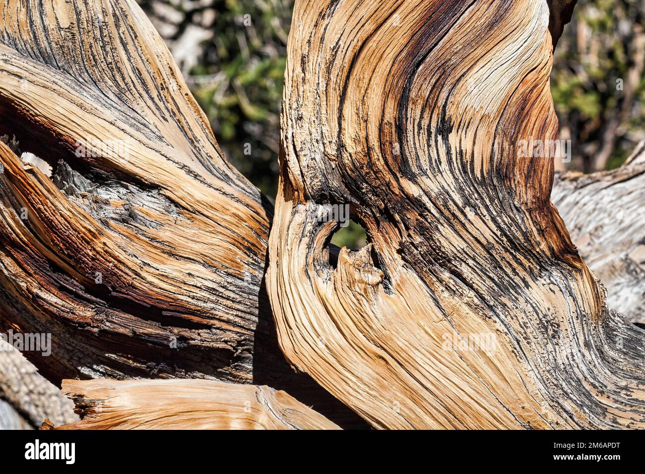 Great basin bristlecone pine hi-res stock photography and images - Alamy