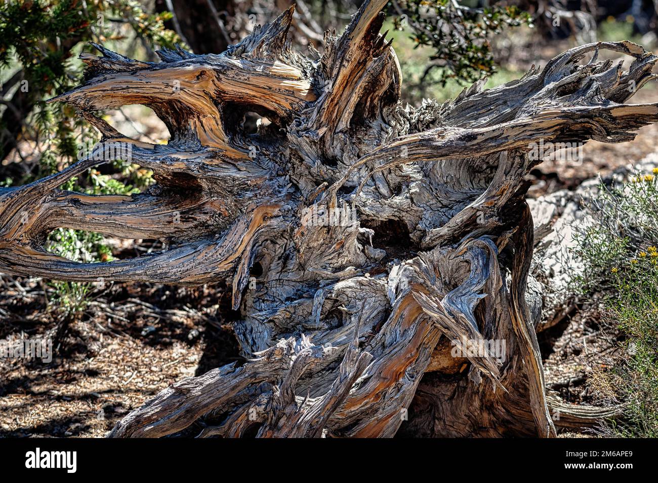 Gnarled log, weathered wood, structures, great basin bristlecone pine ...