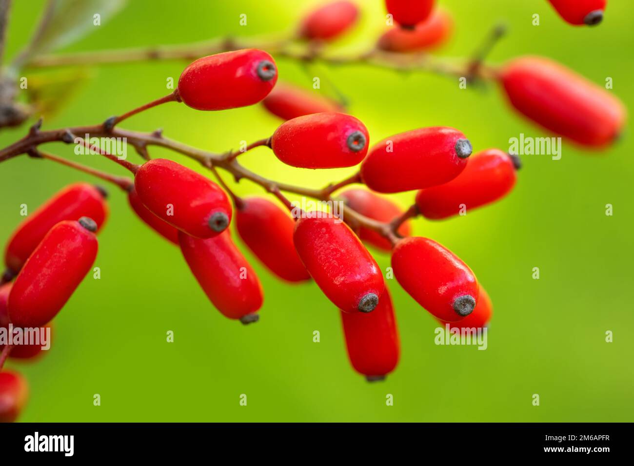 Barberry, Berberis vulgaris, branch with natural fresh ripe red berries ...