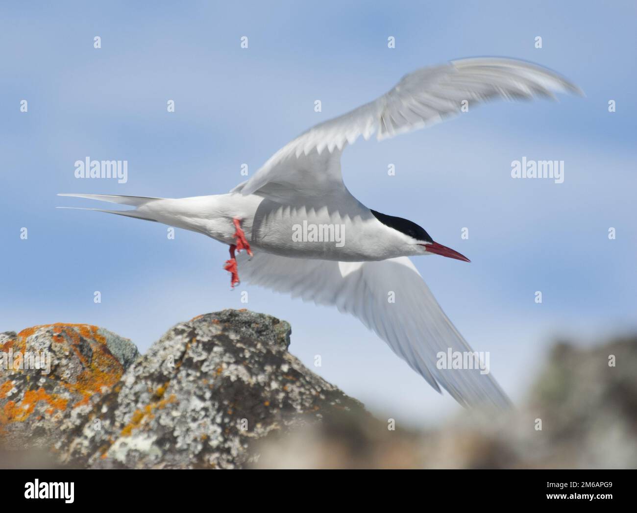 Antarctic Tern flies Stock Photo - Alamy