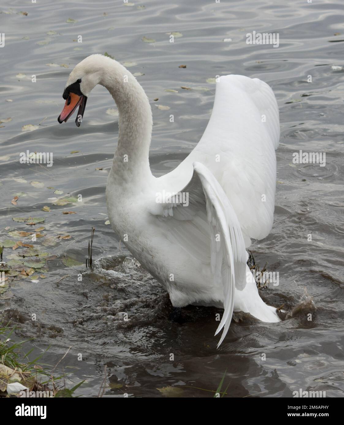 Whooper Swan Attack