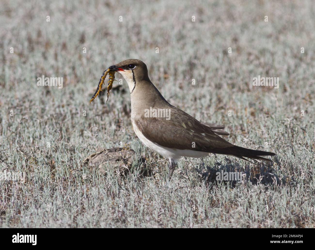 Black-winged pratincole (Glareola nordmanni) -2 Stock Photo - Alamy
