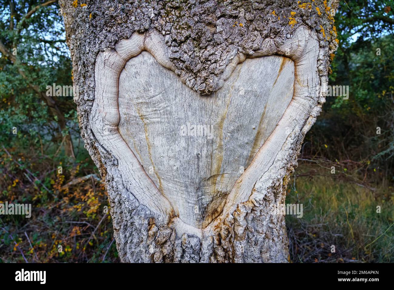 Heart formed in the bark of the trunk of a tree on the side of a road ...