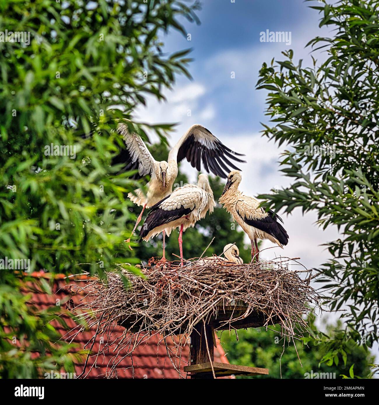 White storks (Ciconia ciconia), young birds in the nest, Elbrinxen ...