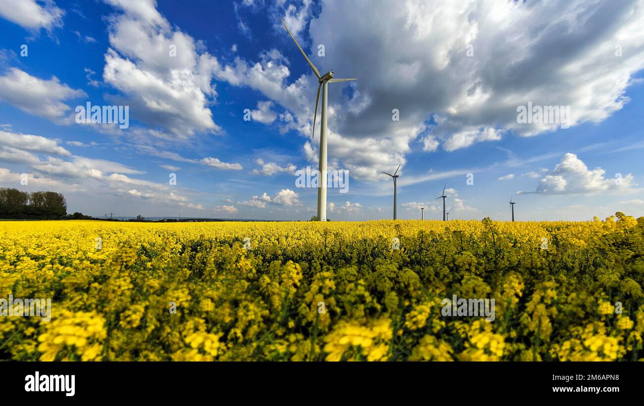Rape field in blossom with wind turbines, Hohehaus wind farm ...