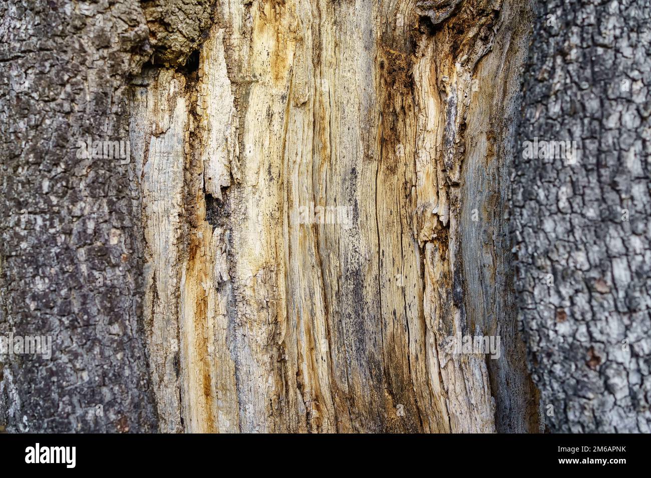Texture of a very old tree trunk with wood wrinkled by the passage of ...