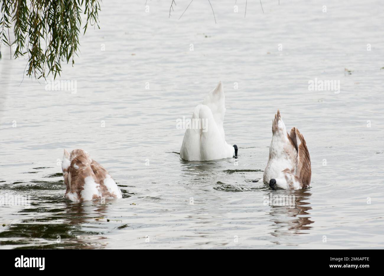 Feeding Mute Swan (Cygnus Olor Stock Photo - Alamy