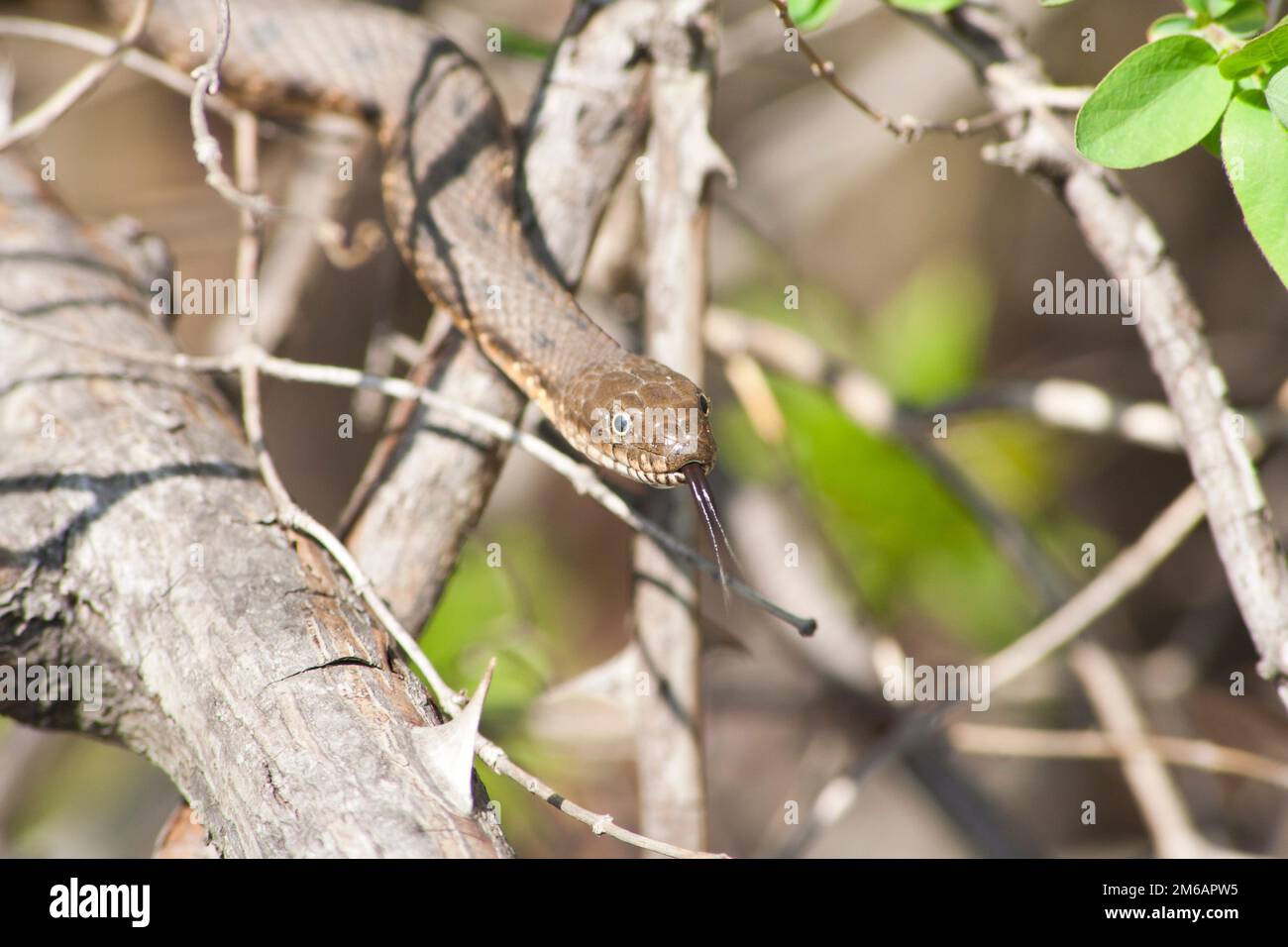 Water snake hanging from a treÐµ Stock Photo - Alamy