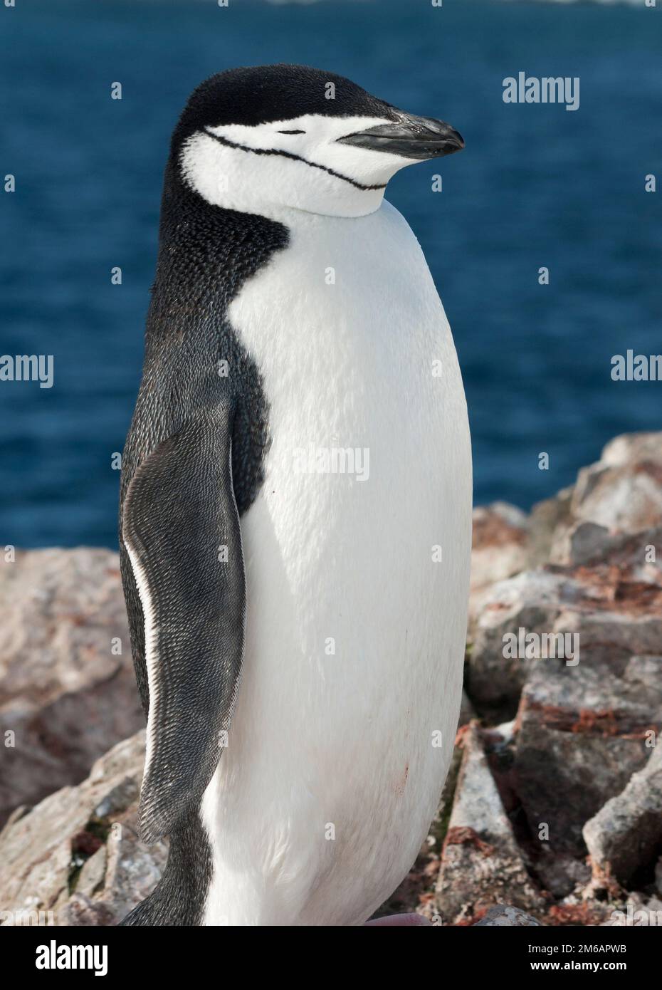 Antarctic ocean wildlife hi-res stock photography and images - Alamy