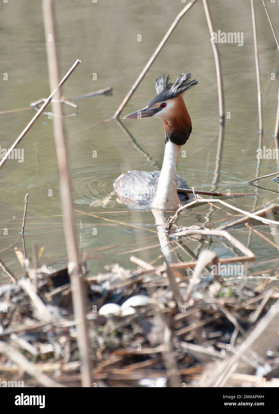 Female Great Crested Grebe near the nest Stock Photo - Alamy