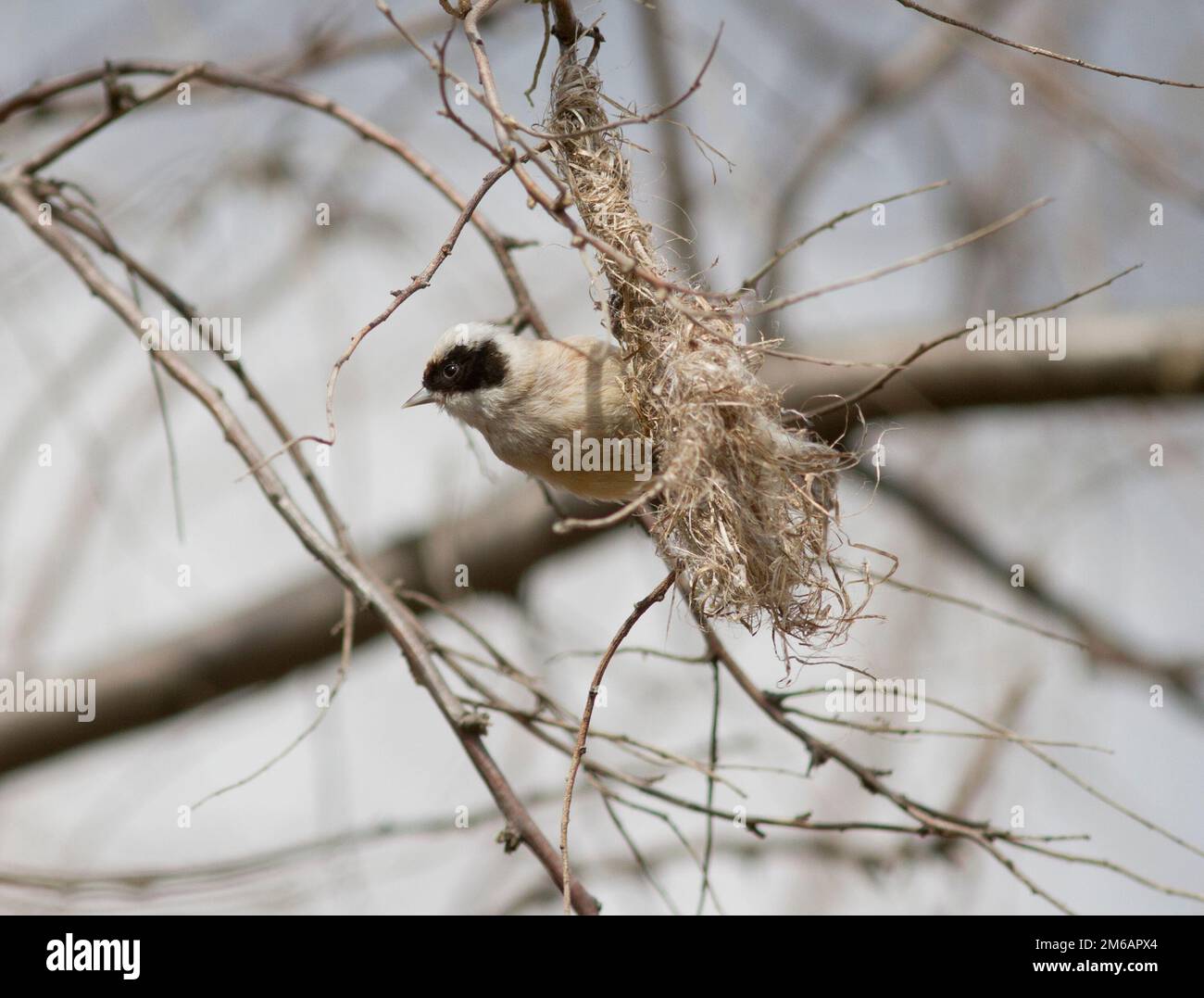 Penduline tit builds a nest in early spring Stock Photo - Alamy