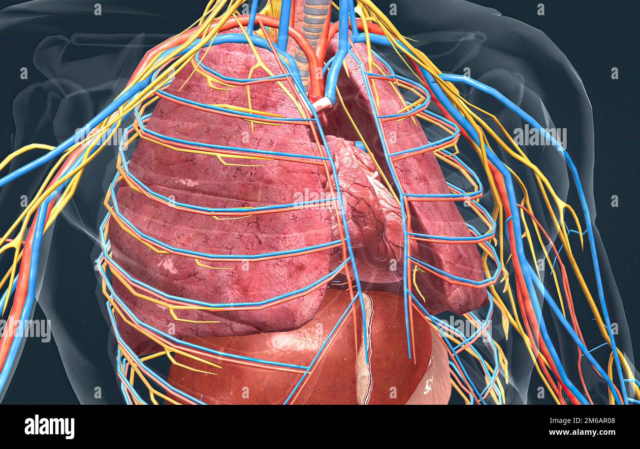Patient with stent hi-res stock photography and images - Alamy